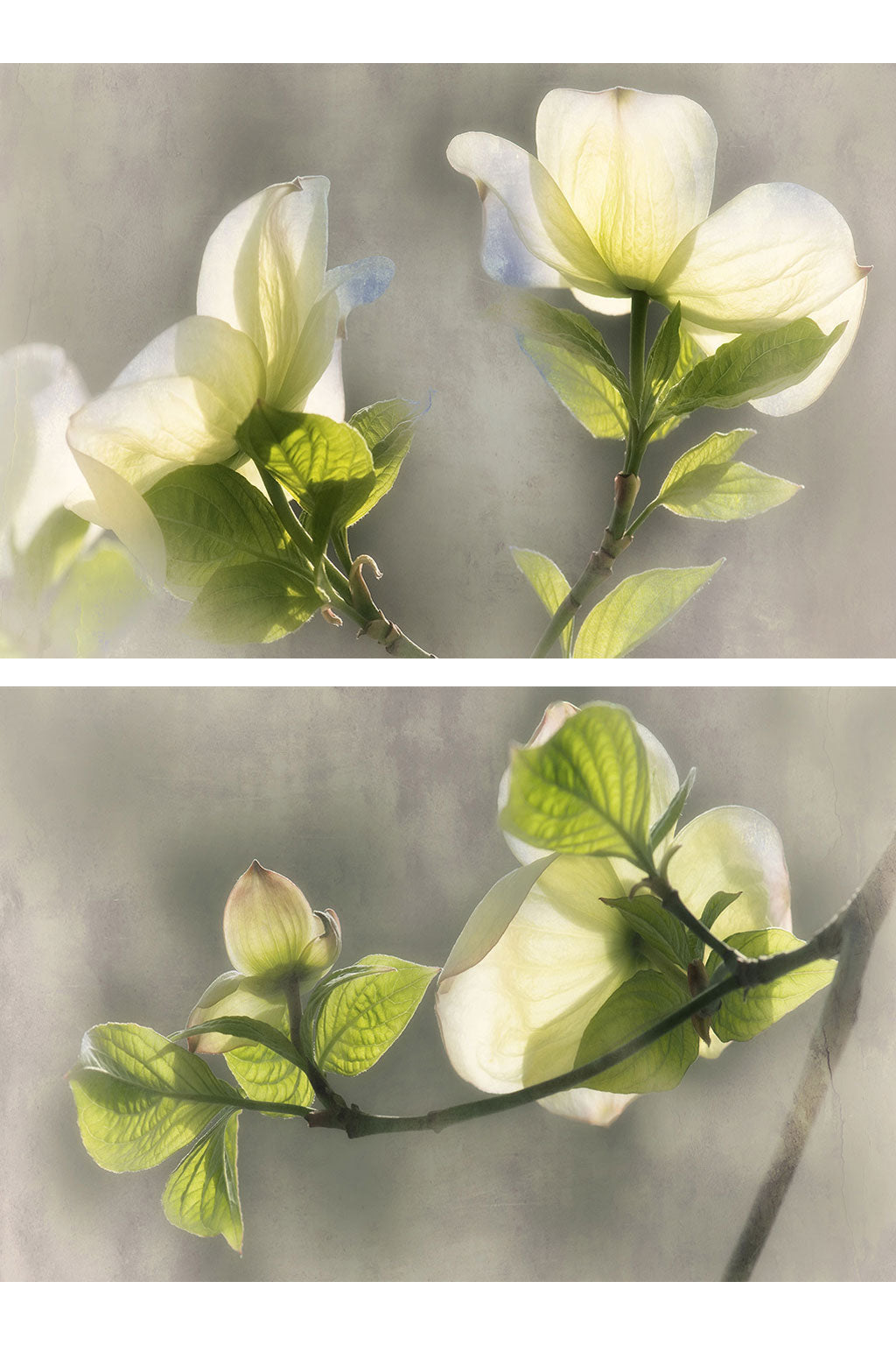 Dogwood Flower Diptych Art– Angela Cameron