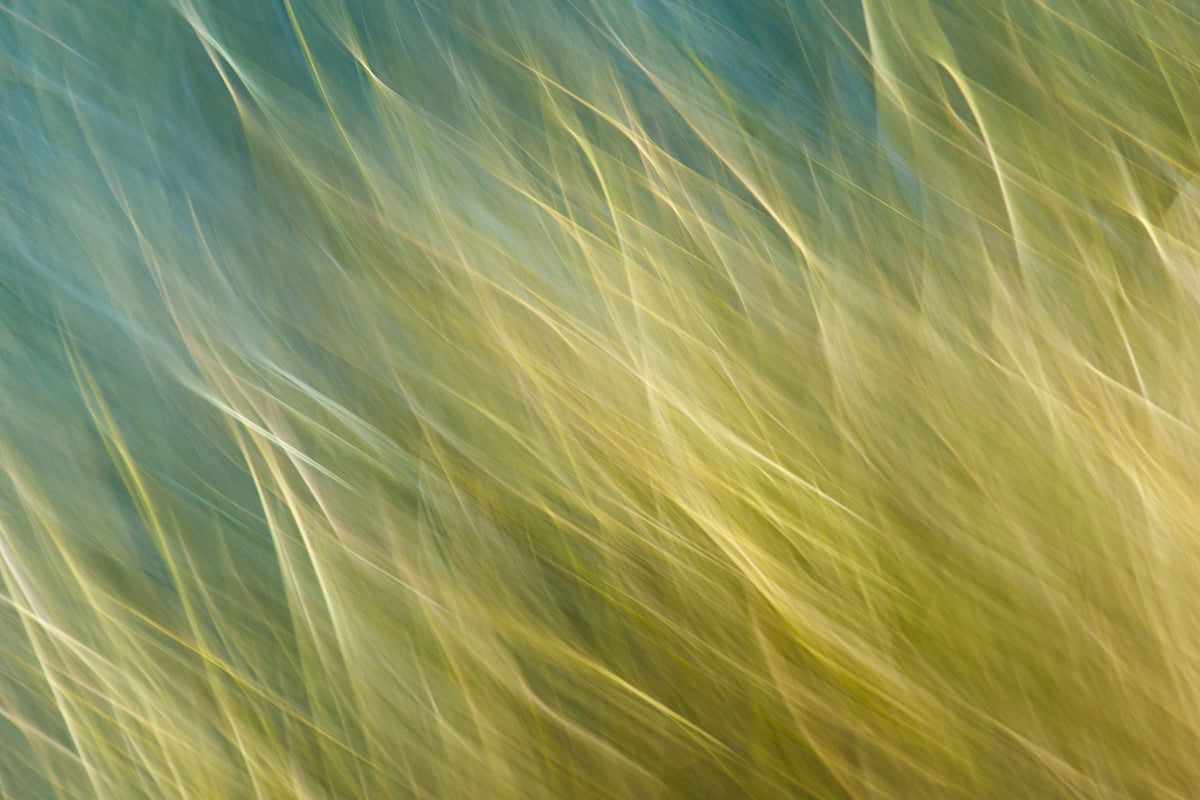 Grass Art | Impressionist Fine Art– Angela Cameron