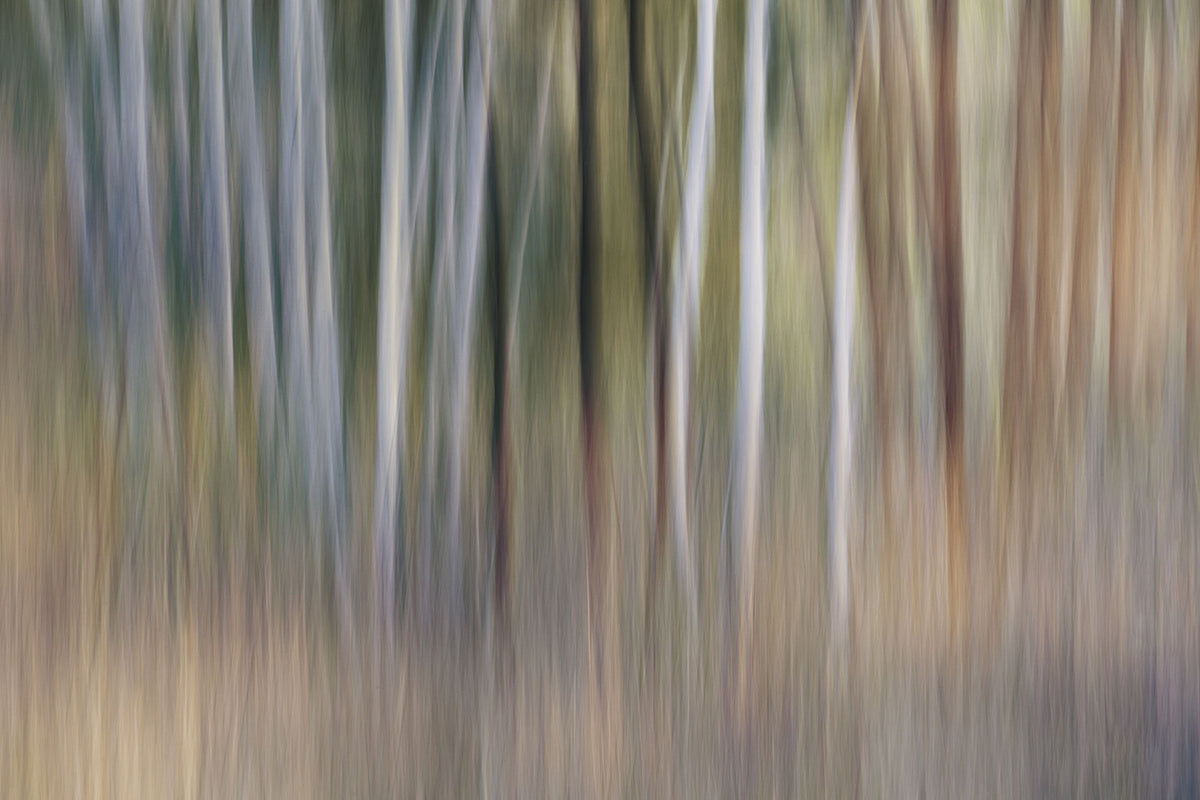 Abstract Nature Art | Artist Artwork– Angela Cameron