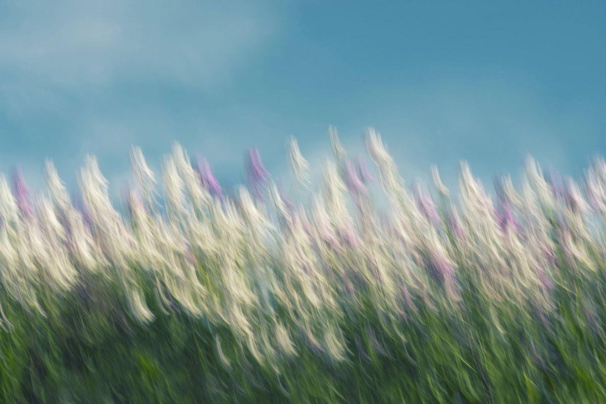 Abstract Nature Art | Artist Artwork– Angela Cameron
